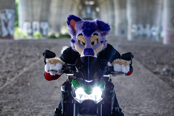 Furry Creatures Photography - Motor Dog