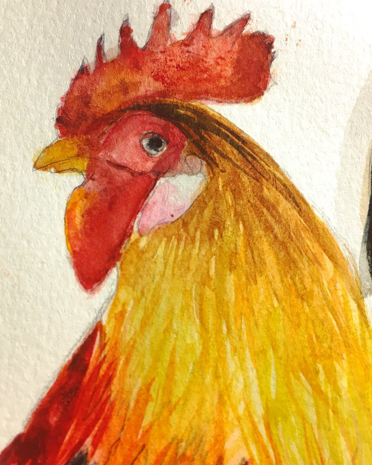 Anisa Ozalp - Animal Drawing