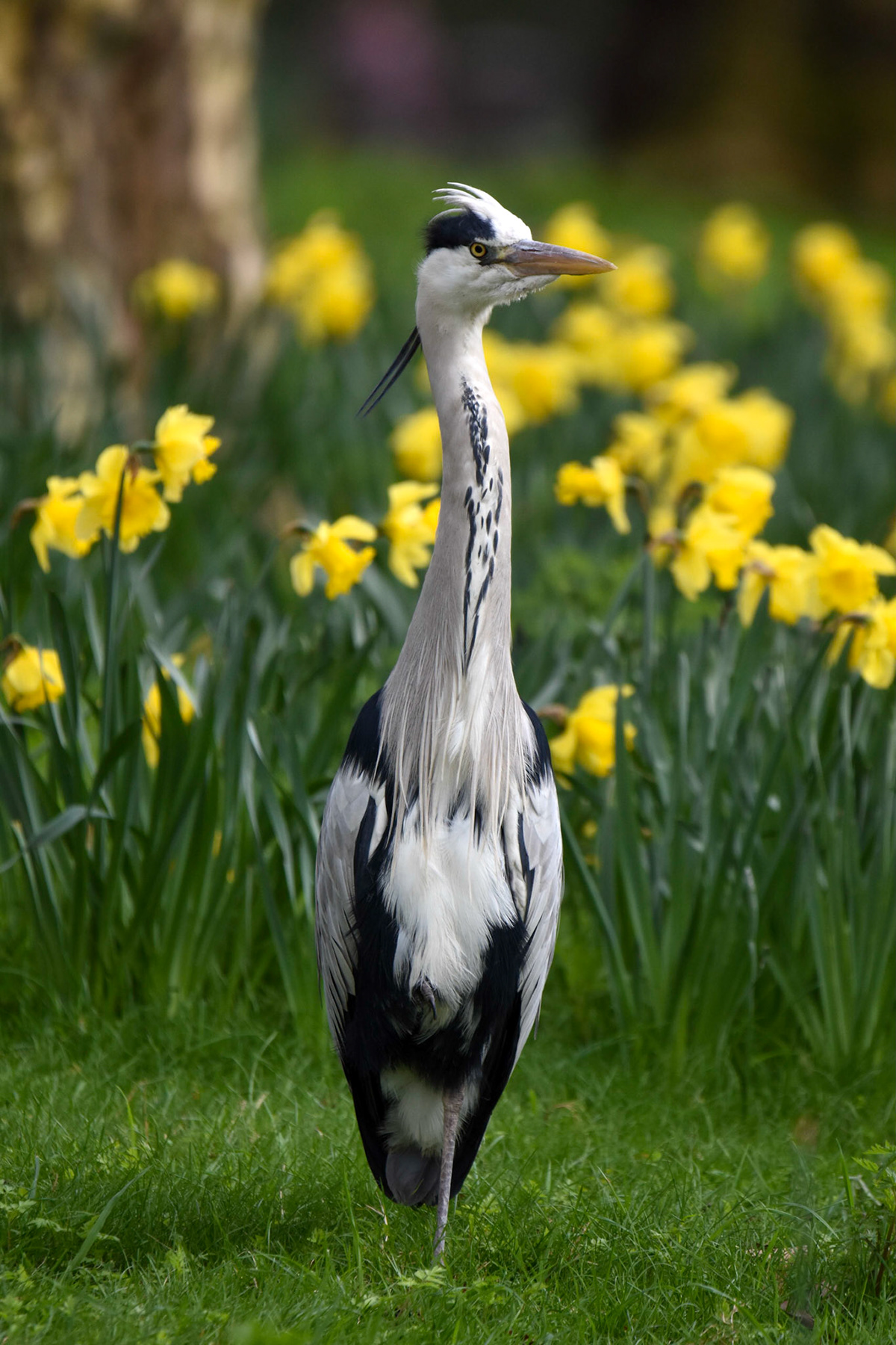 planetchapman - London Birds