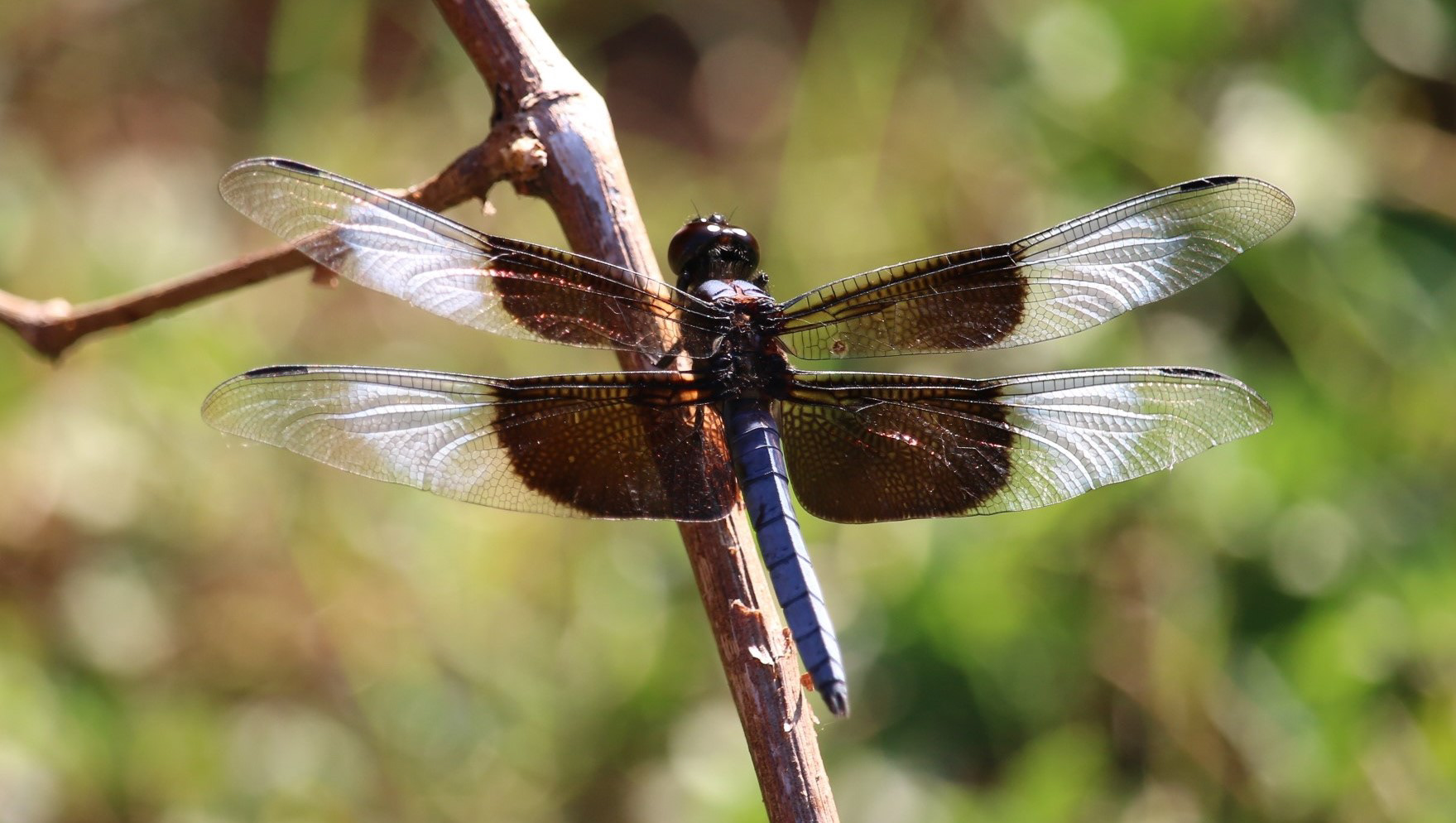 jevons wang - Texas Insects