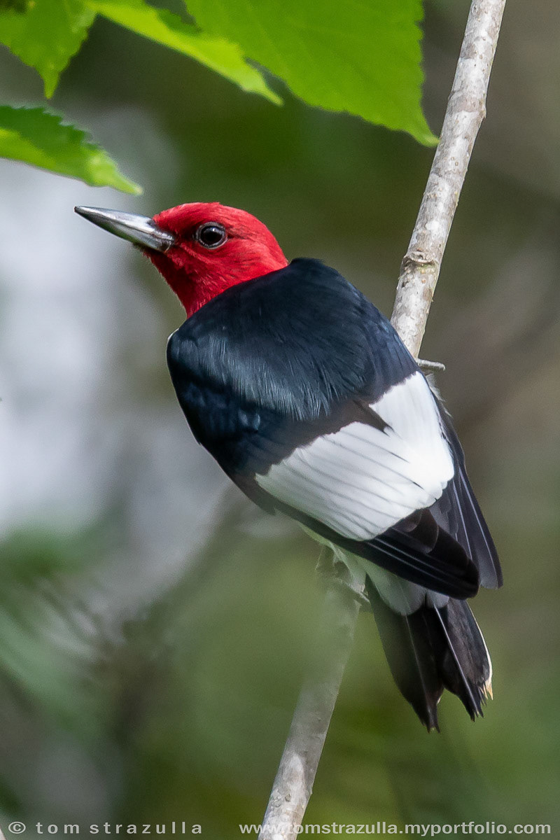 Tom Strazulla - Tree-clinging Birds