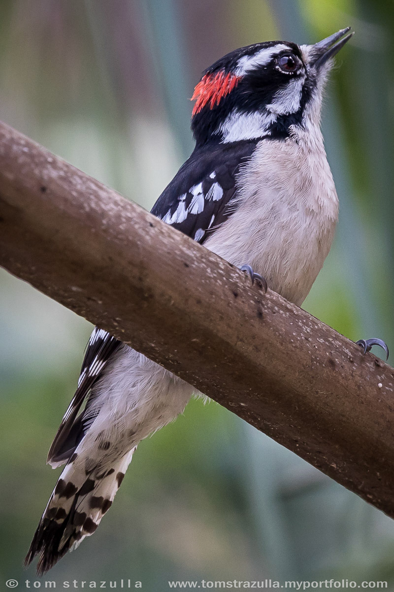 Tom Strazulla - Tree-clinging Birds