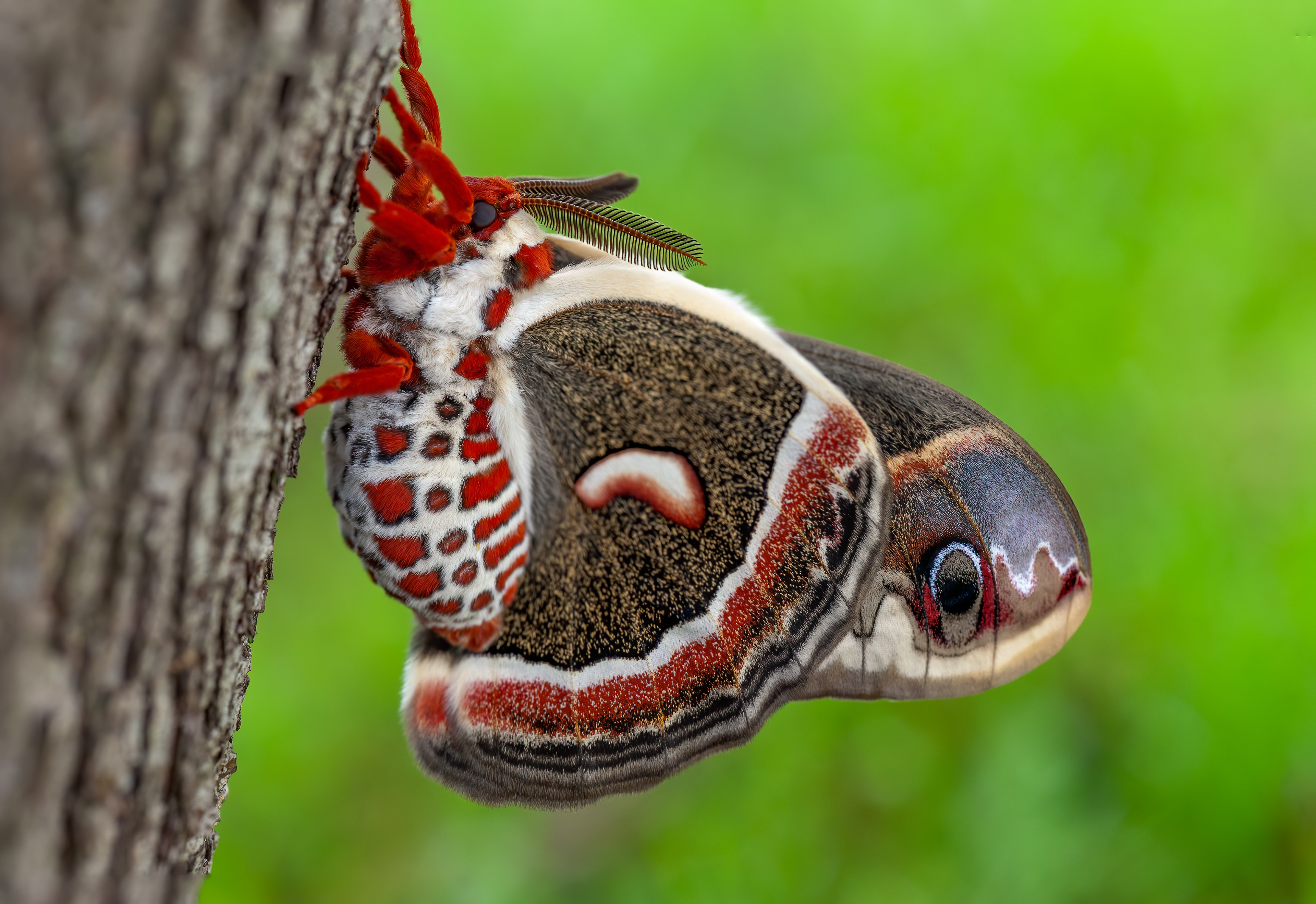 Wildeyes Images - Moths of Oklahoma