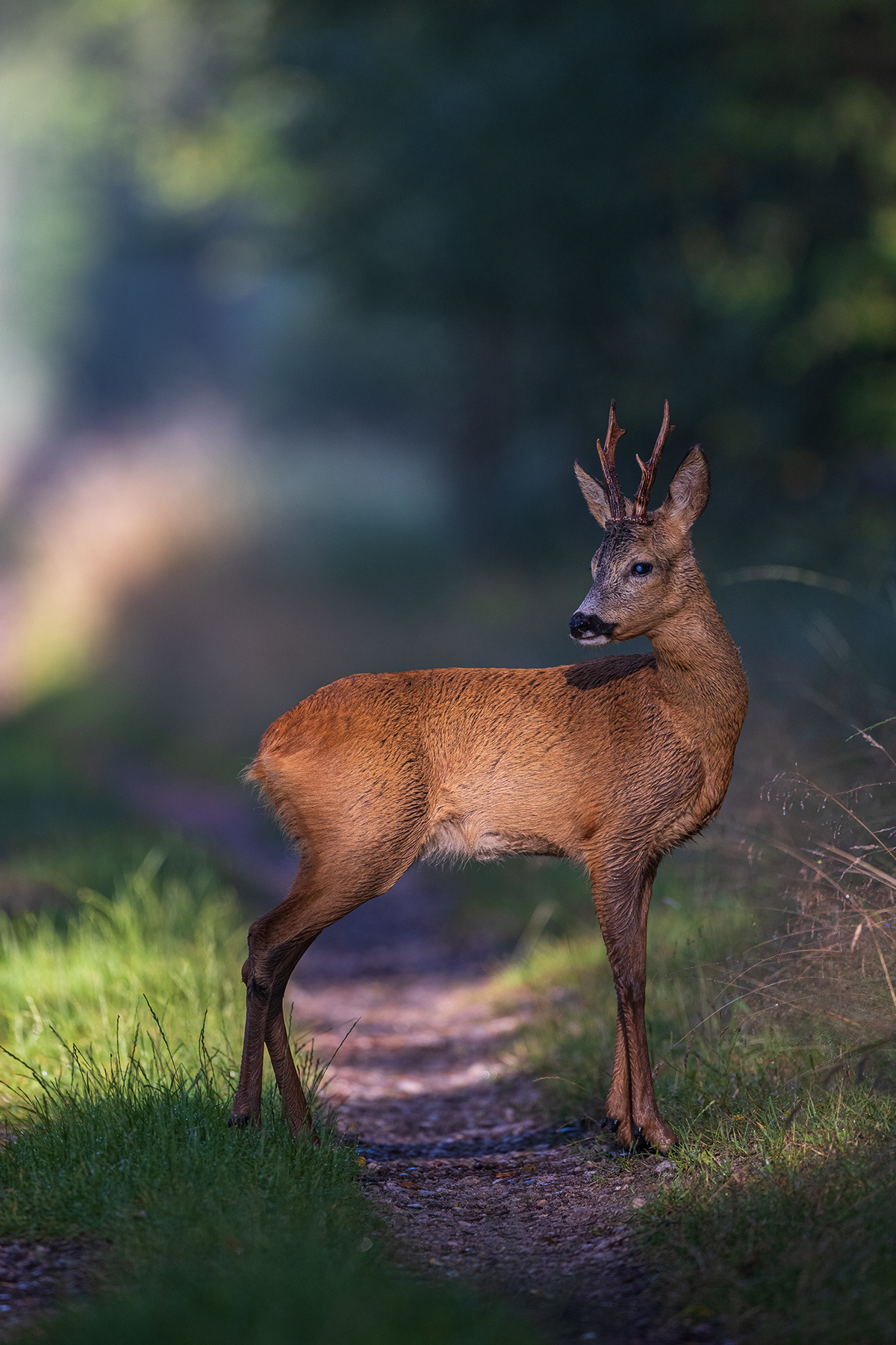 Marco Schütte | Fotografie - Rehwild