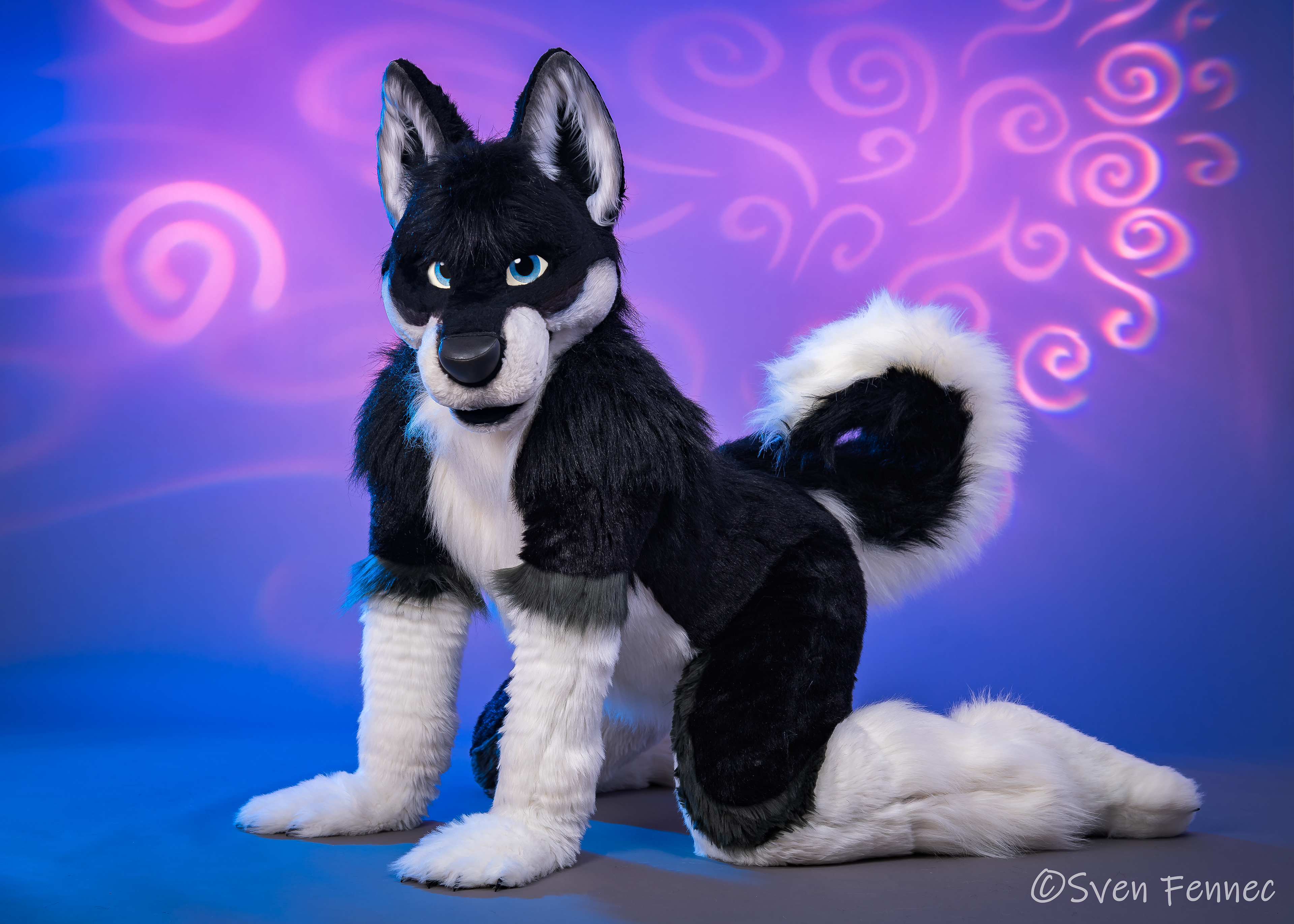 Sven Fennec Photography - 2018-2020 Studio Fursuit Portraits