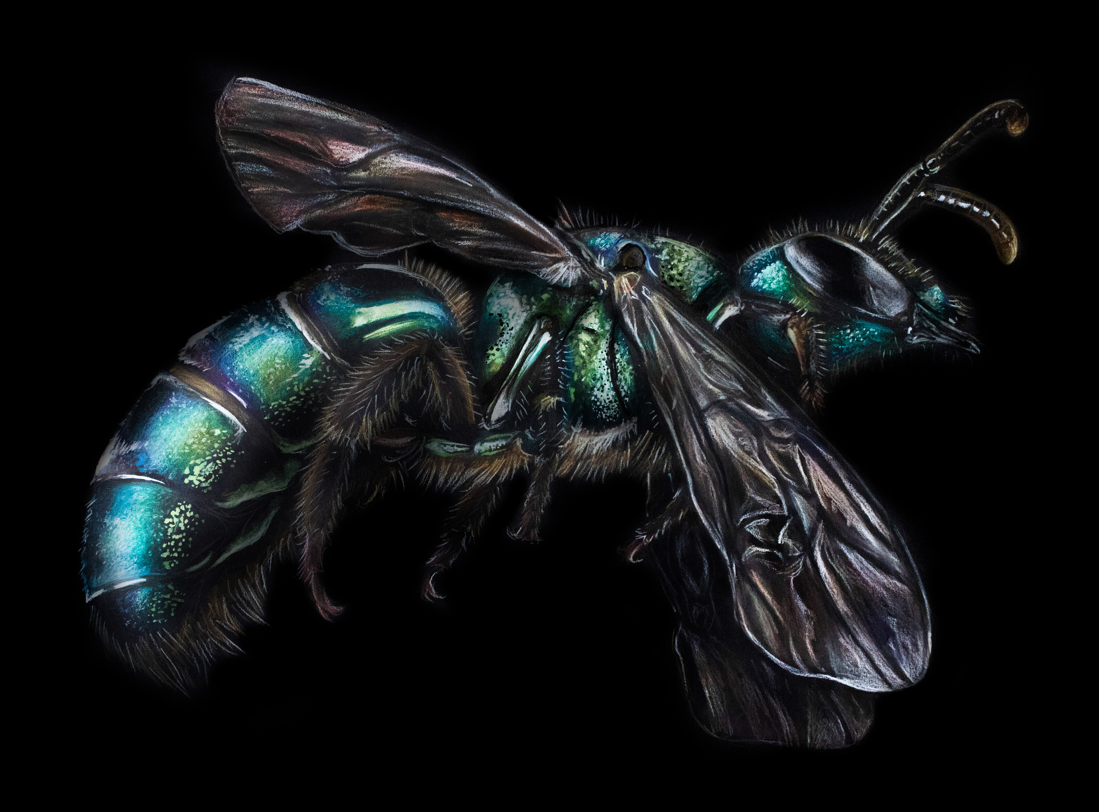 Kelly Stanford - Science Communicator and Artist - Hyper realistic ...