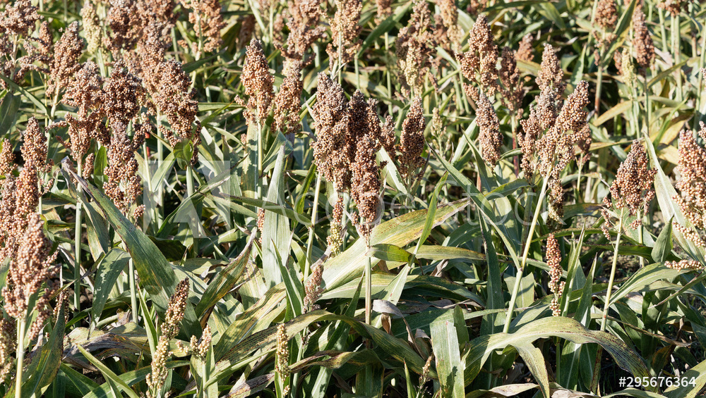 Portofolio. L'instant d'une photo. La flore - Sorgho rouge
