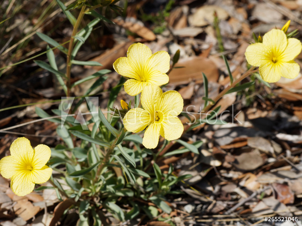 Portofolio. L'instant d'une photo. La flore - Lin jaune