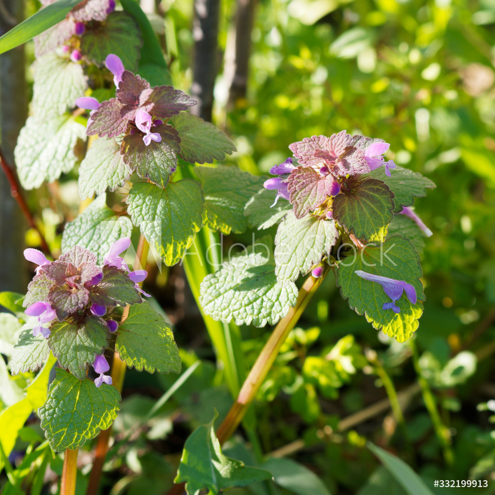 Portofolio. L'instant d'une photo. La flore - Lamier pourpre