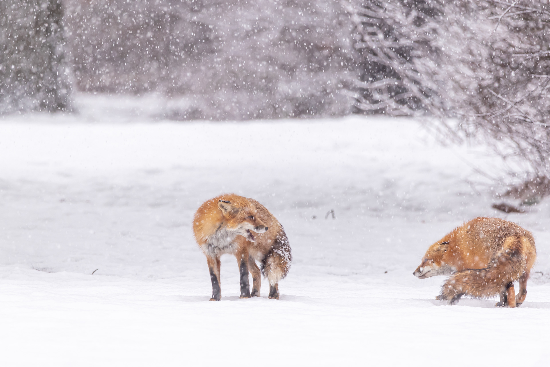 Creature Catalog - Foxes