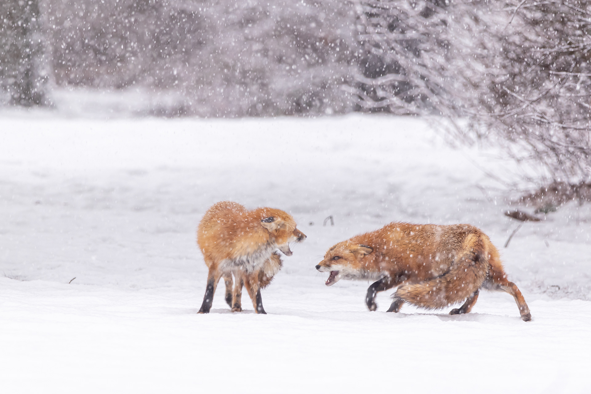 Creature Catalog - Foxes