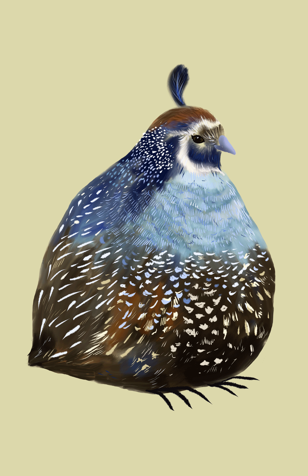 Yuiko Sugino - Quail