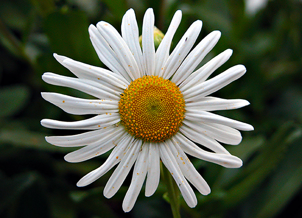 Laura Savidge - New England – Cape Ann and Cape Cod