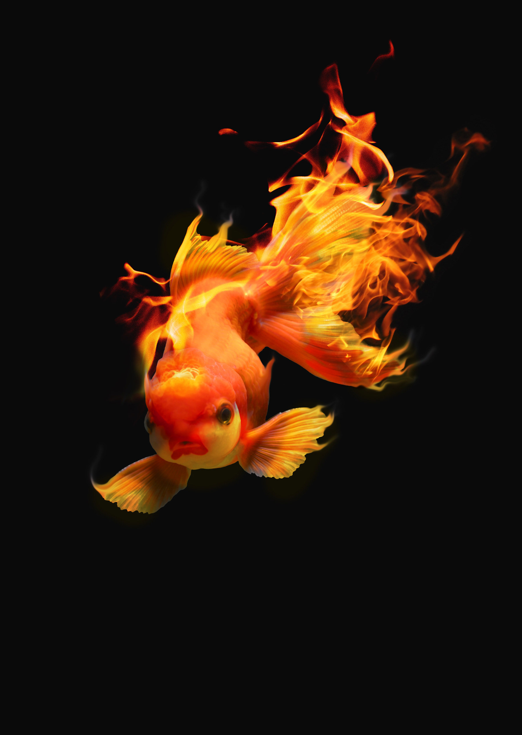David Loblaw - Fire Fish