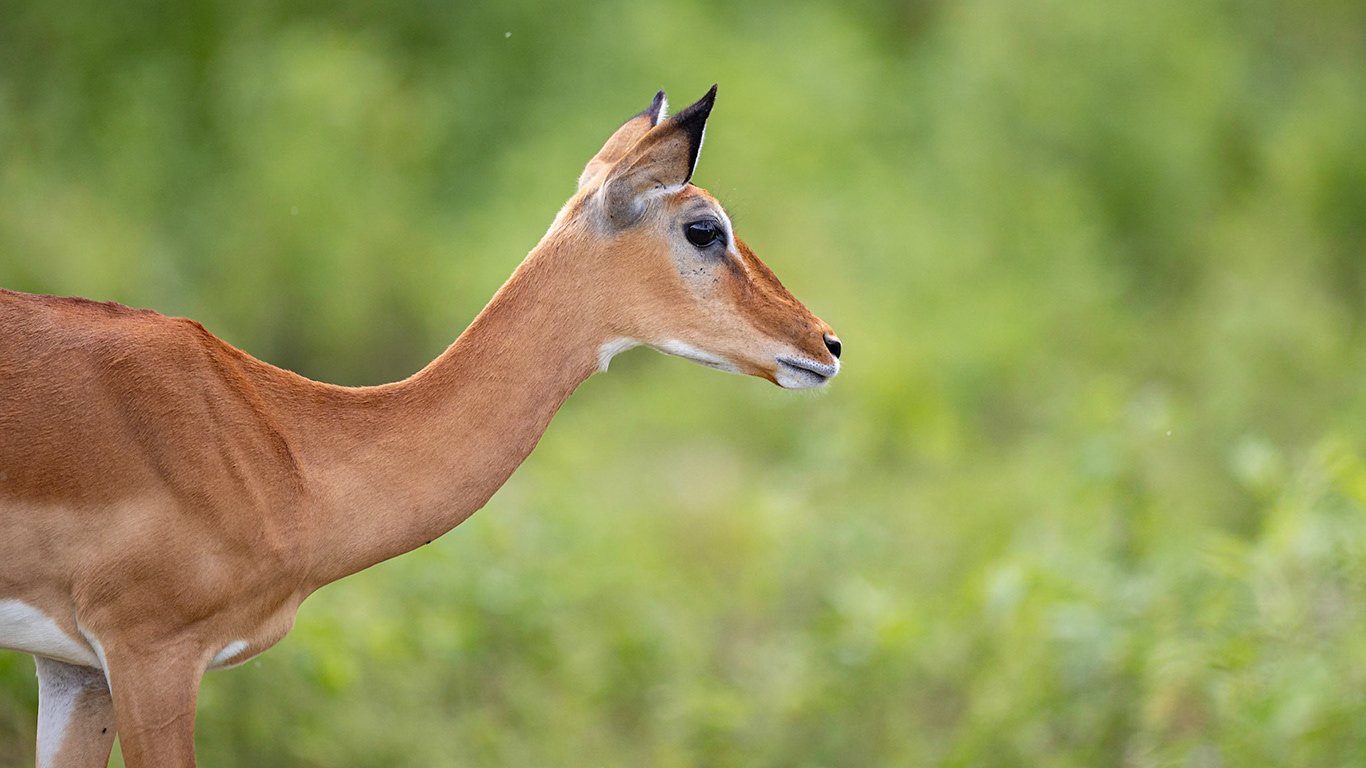 Biju Kuriakose - Portfolio