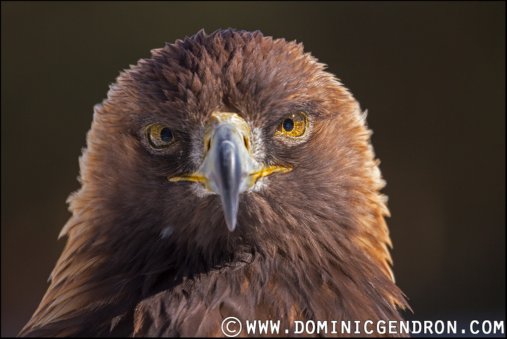 Dominic Gendron - Aigle royal — Golden Eagle