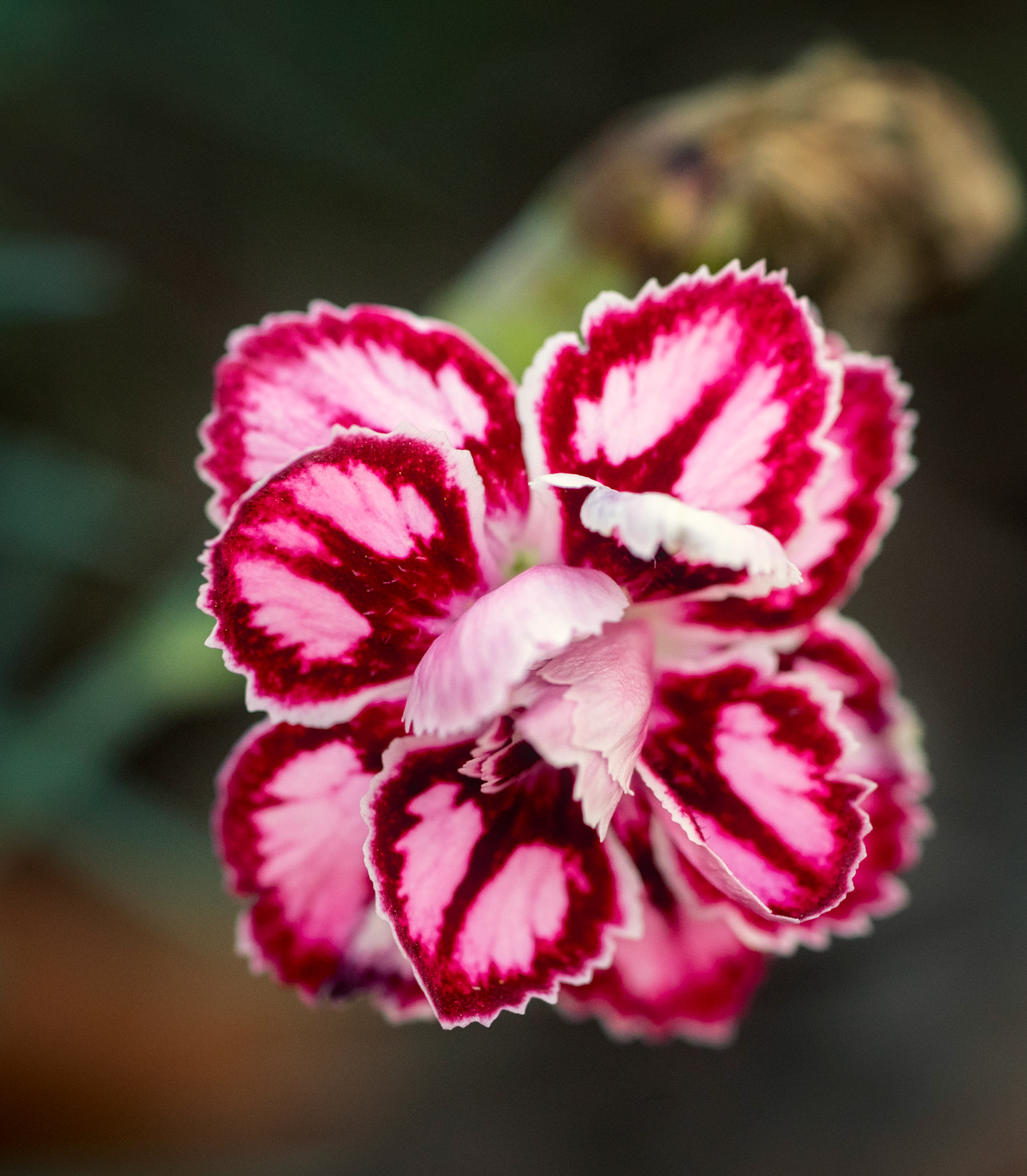 Stuart Schaefer - Flowers Gallery