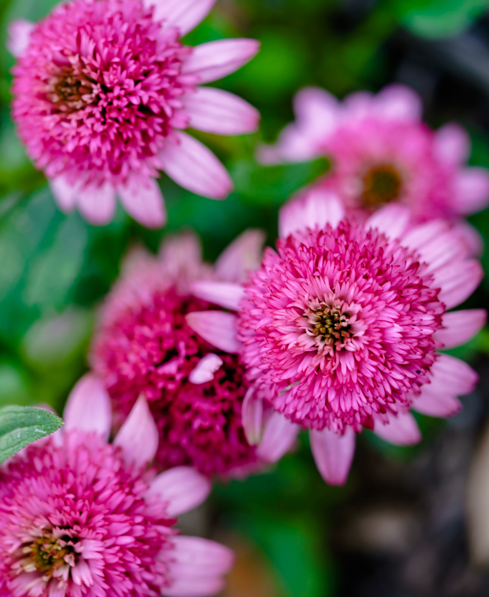 Stuart Schaefer - Flowers Gallery