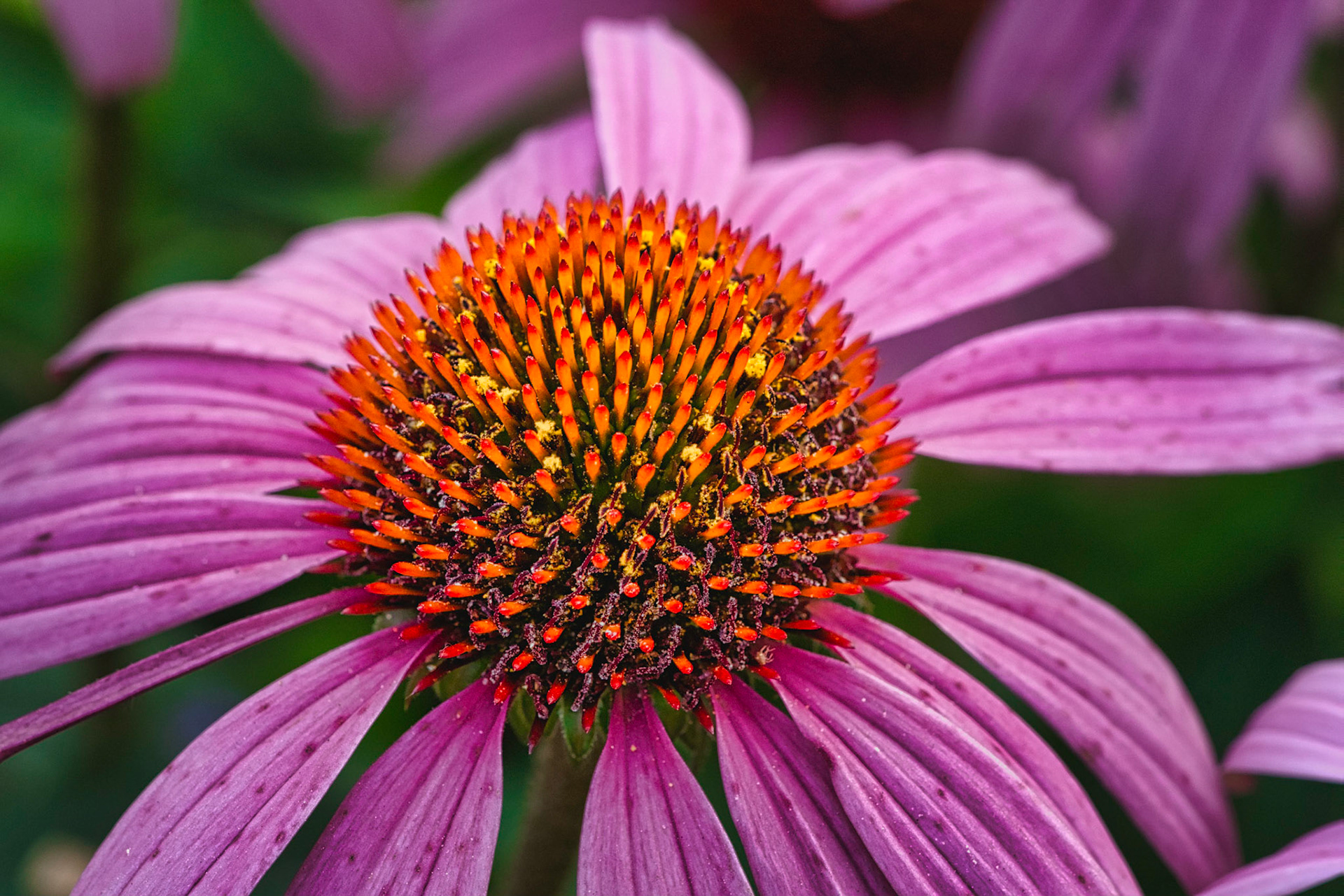 Stuart Schaefer - Flowers Gallery