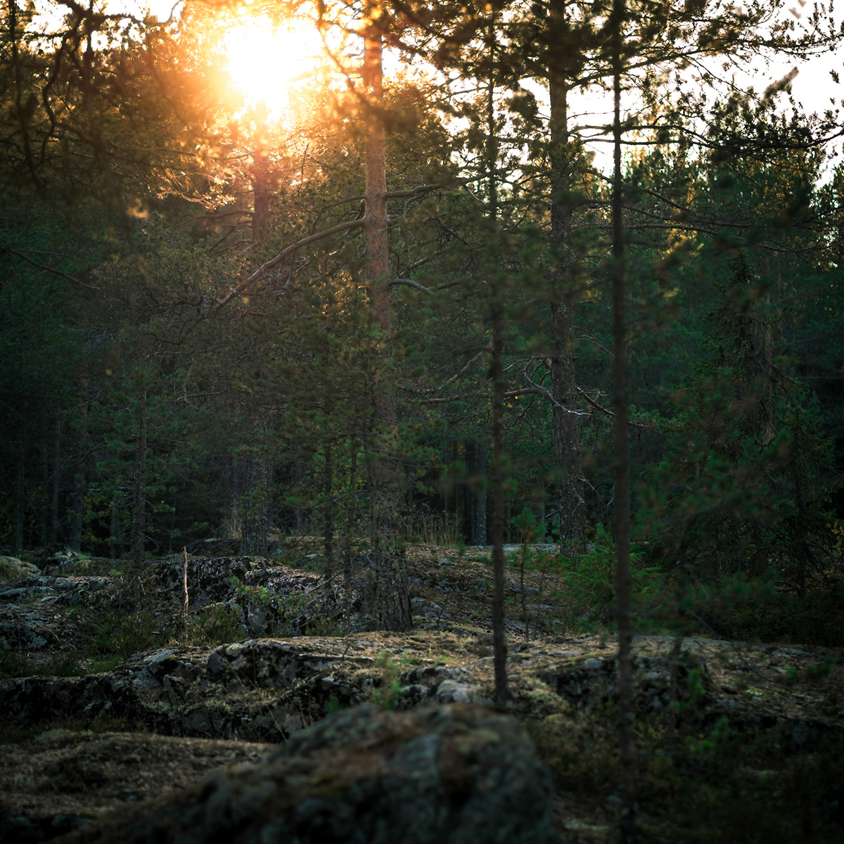 Lightseeker Photographs - Swedish forests | Schwedische Wälder