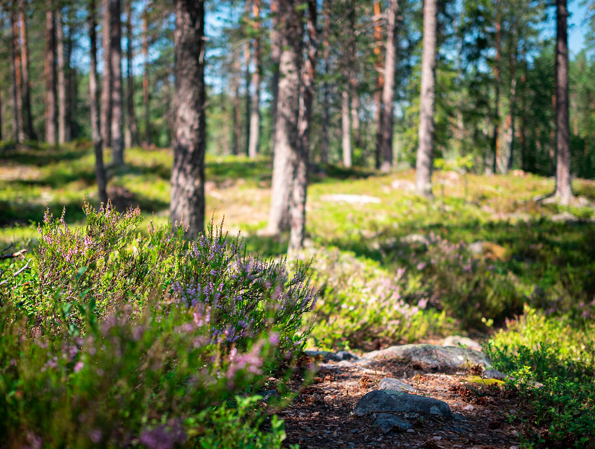Lightseeker Photographs - Swedish forests | Schwedische Wälder