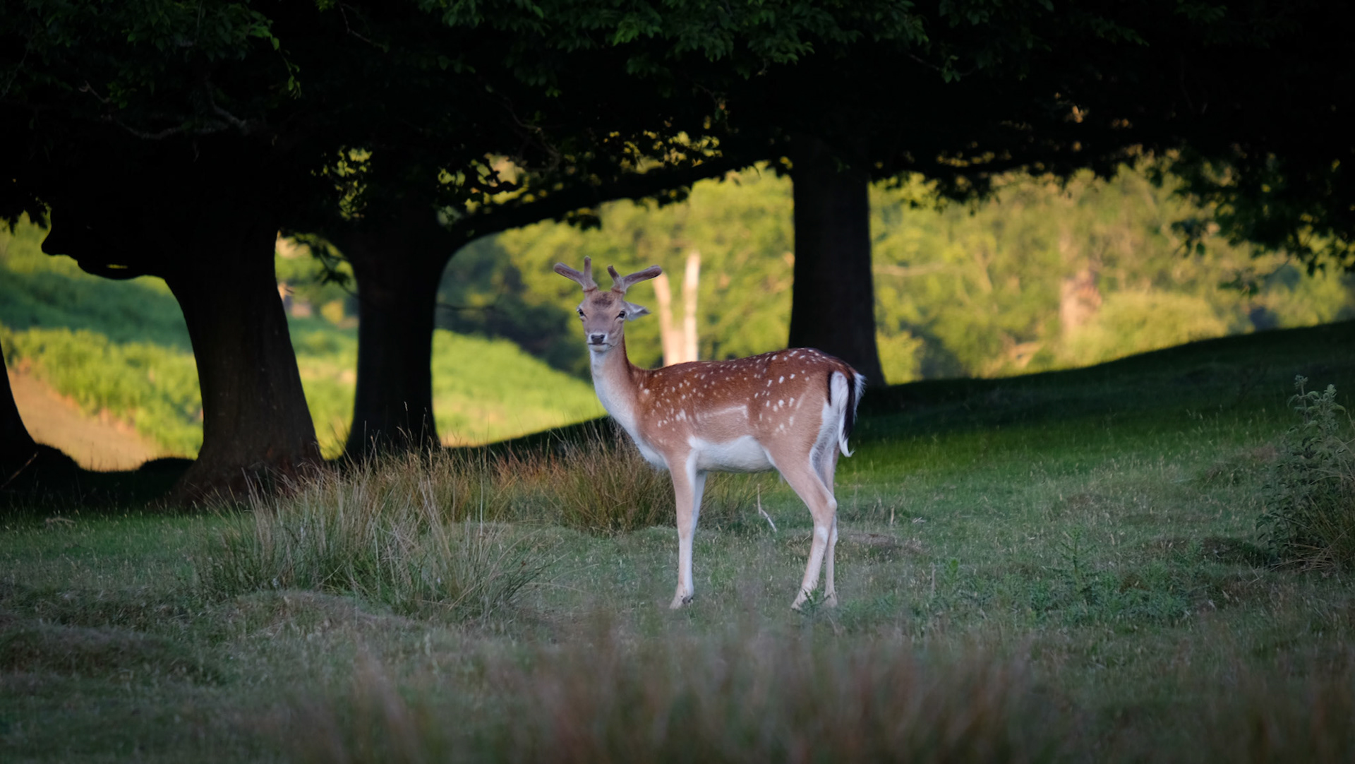 Beautiful Excitement - Animals