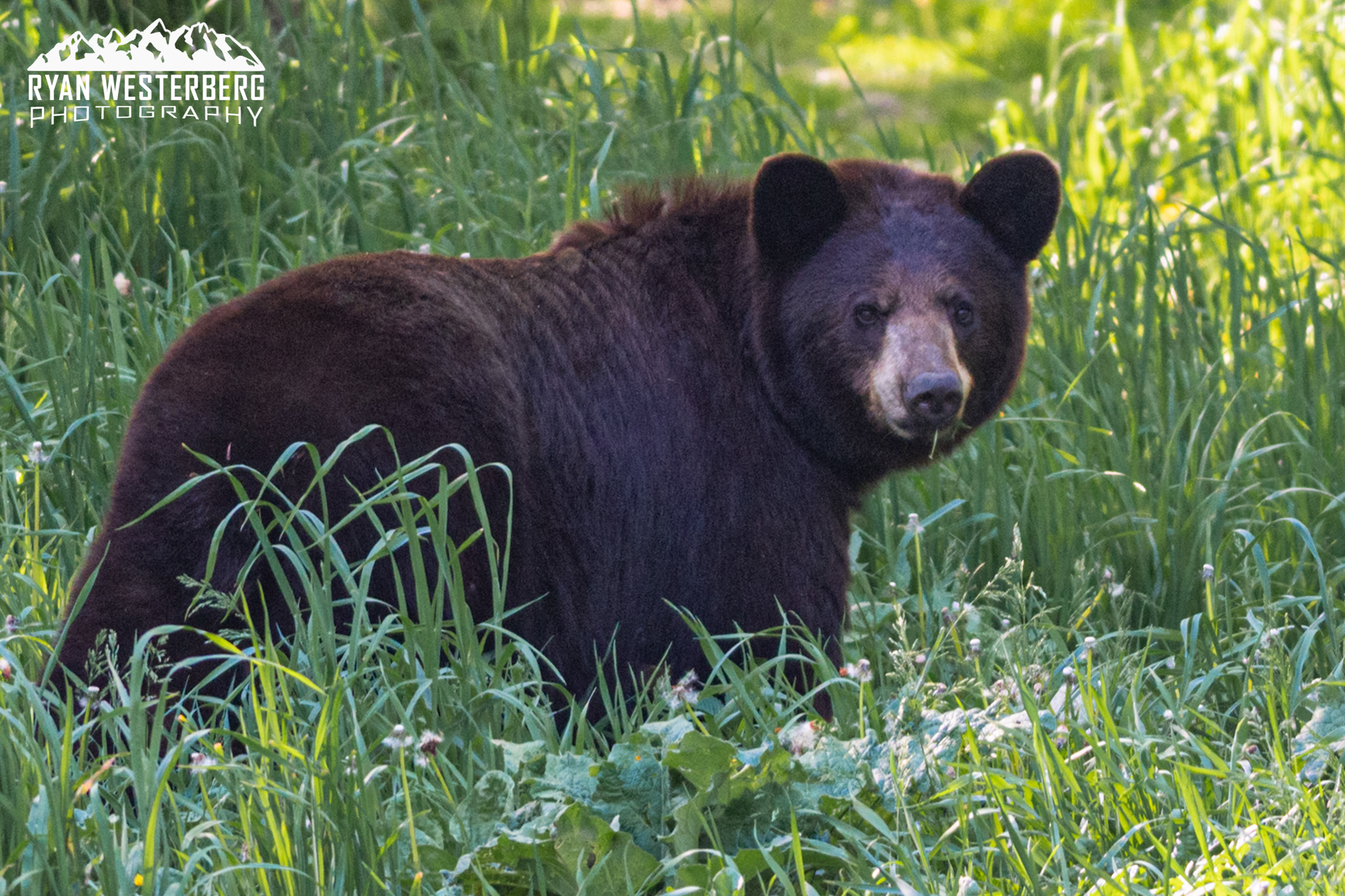 Ryan Westerberg - Wildlife