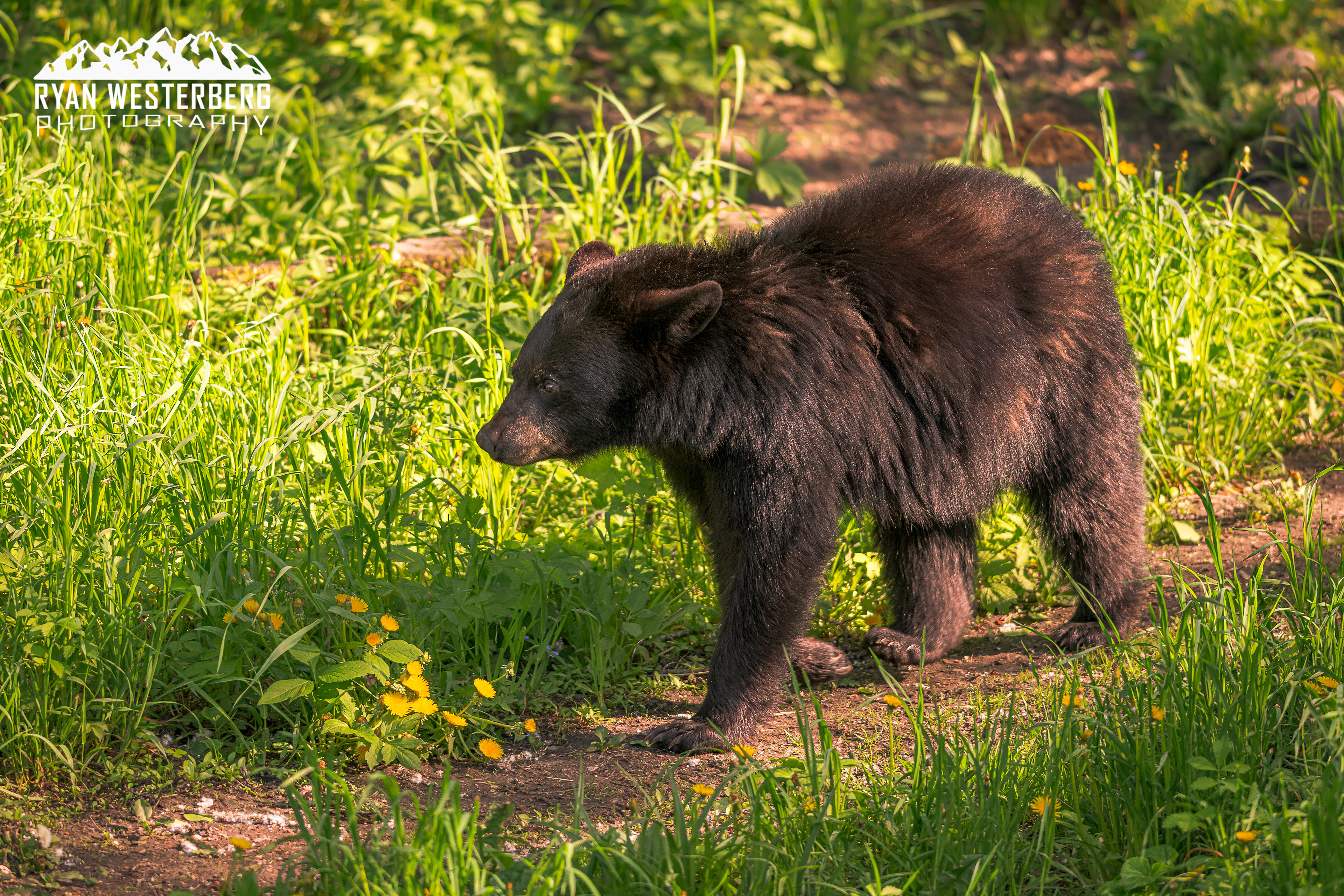 Ryan Westerberg - Wildlife