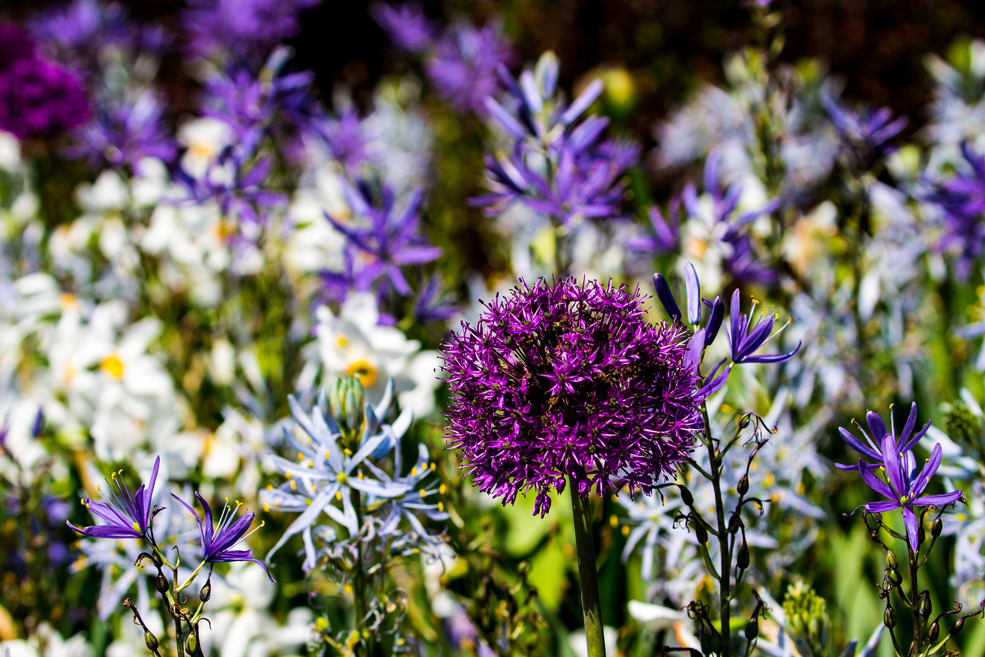 Karen Keegan Designs - Flowers