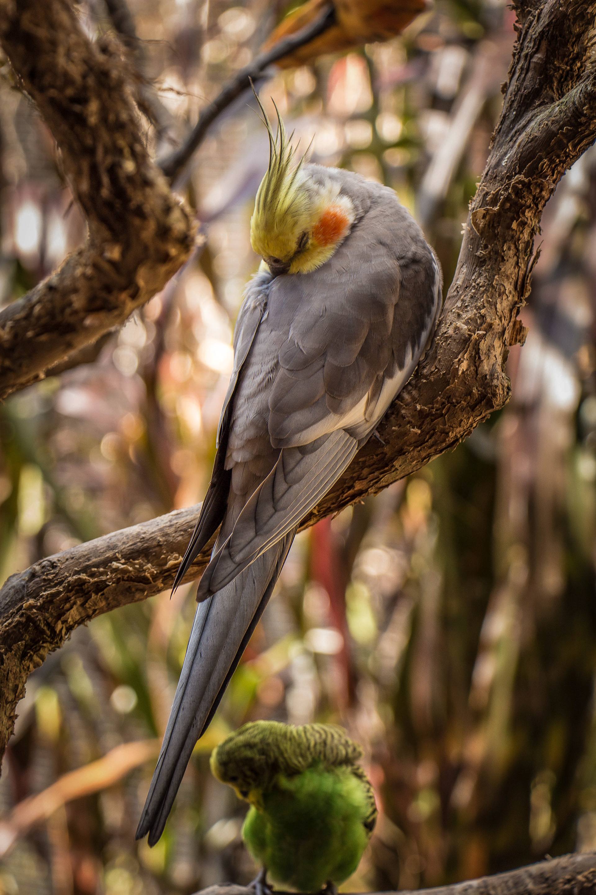 buxuslan - Animals universe