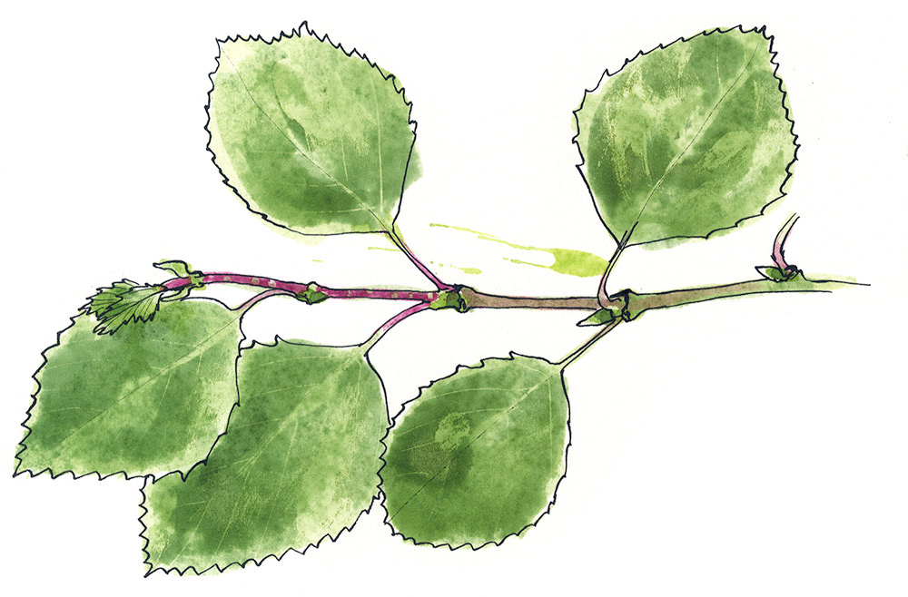 louise morgan illustration - westonbirt arboretum's 'tree spotters guide'