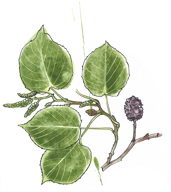 louise morgan illustration - westonbirt arboretum's 'tree spotters guide'