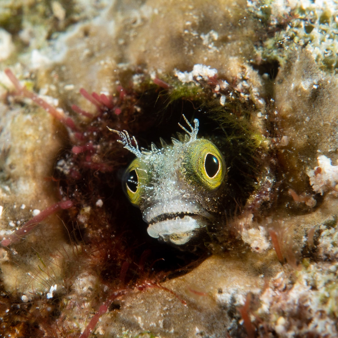 Dirk Hohndel - Bonaire 2019