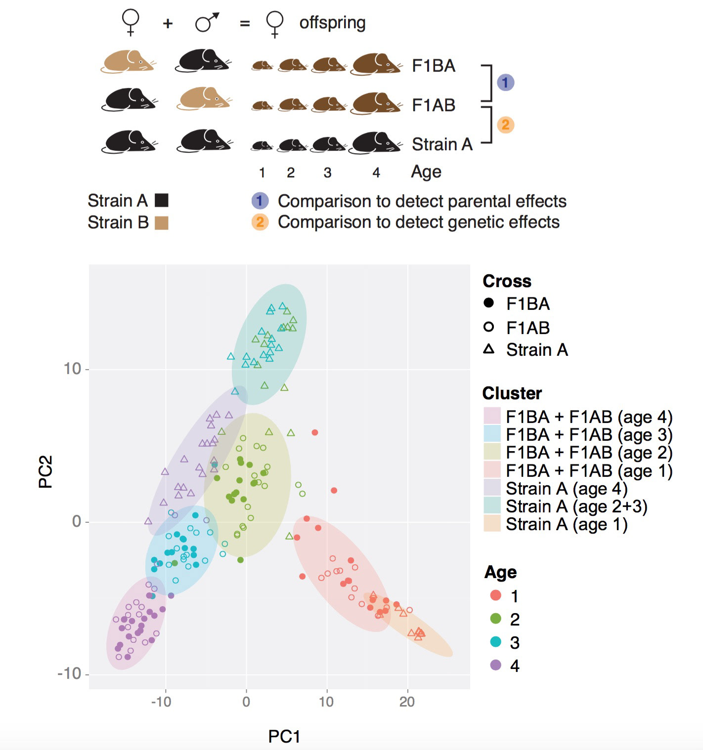 Coni Hoerndli Science Design - PCA of behavioral assay results