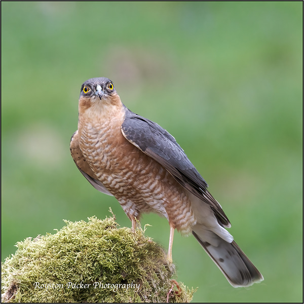 Royston Packer Photography - Scotland May 2021