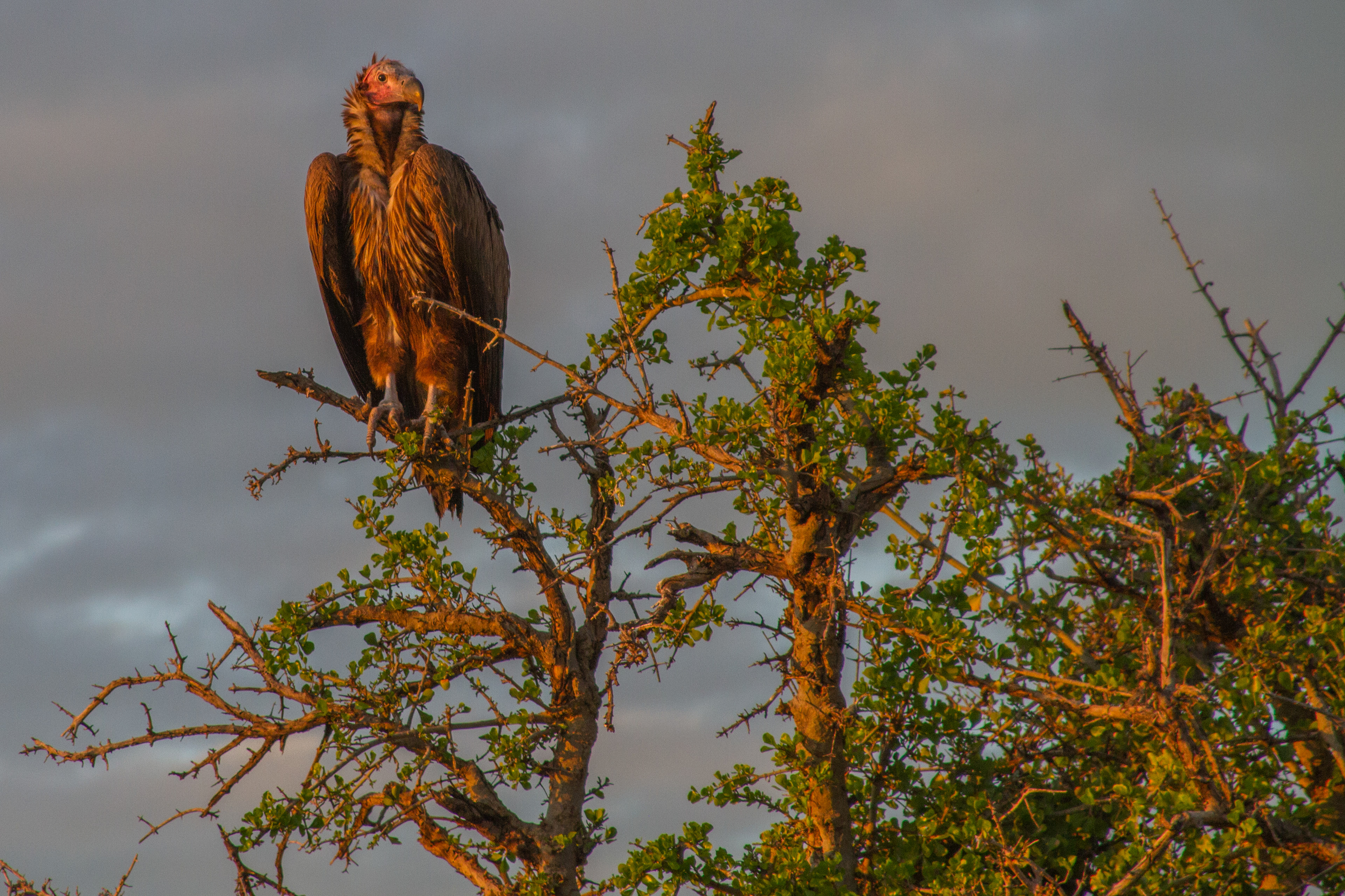 Adam Corrigan Photography - The Masai Mara
