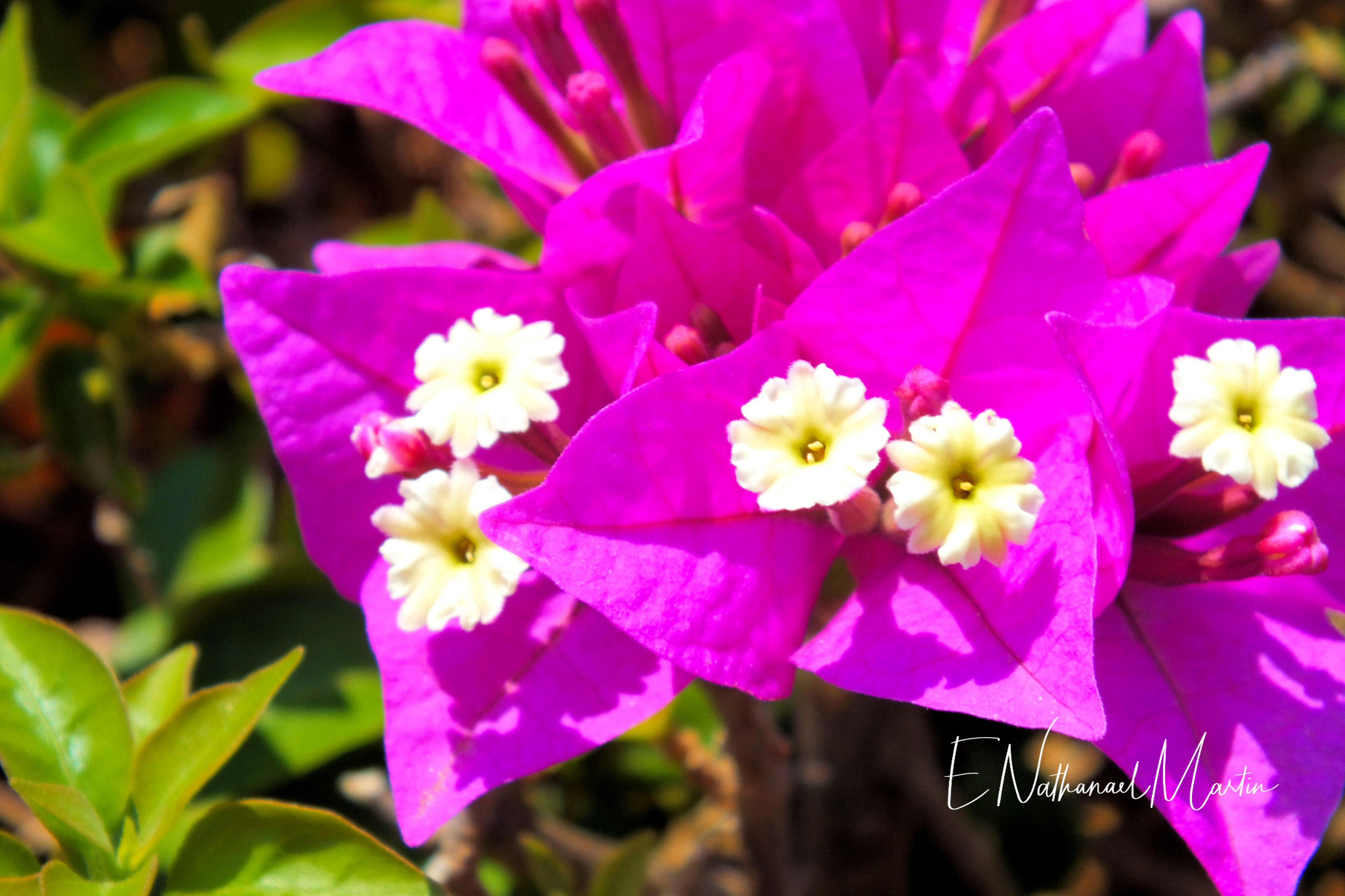 Botswana National Flower | Best Flower Site