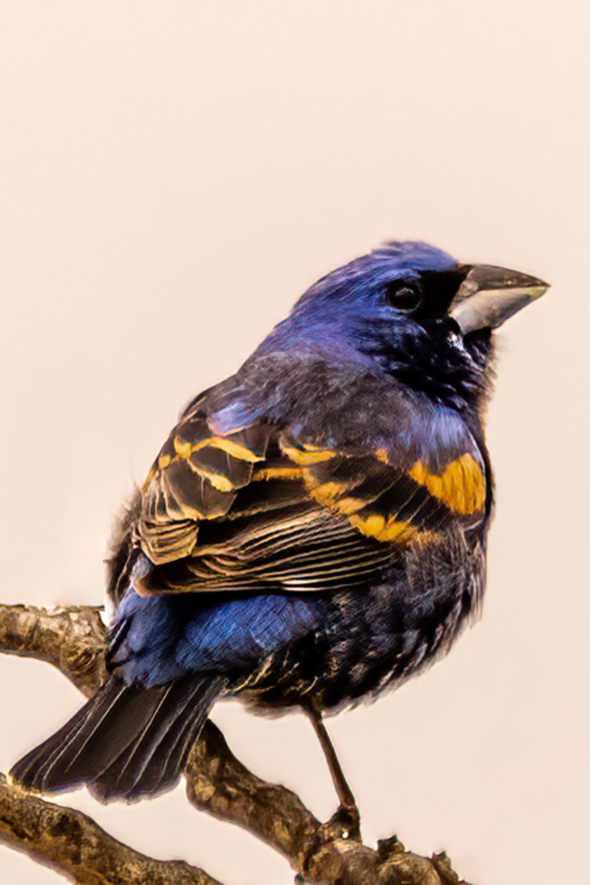 James R Anderson - Passerine Birds