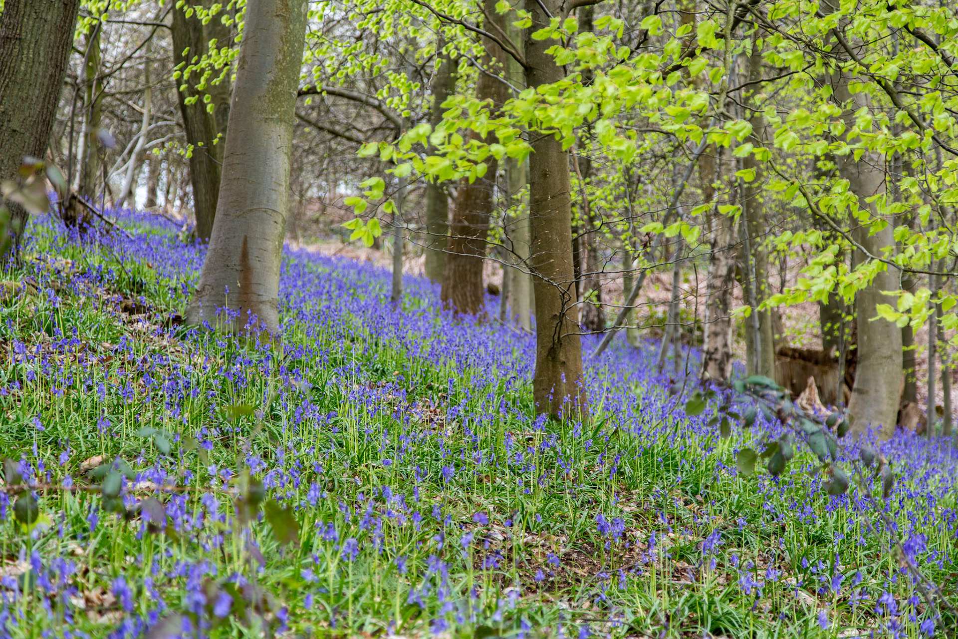The Surrey Journal - Chinthurst Hill