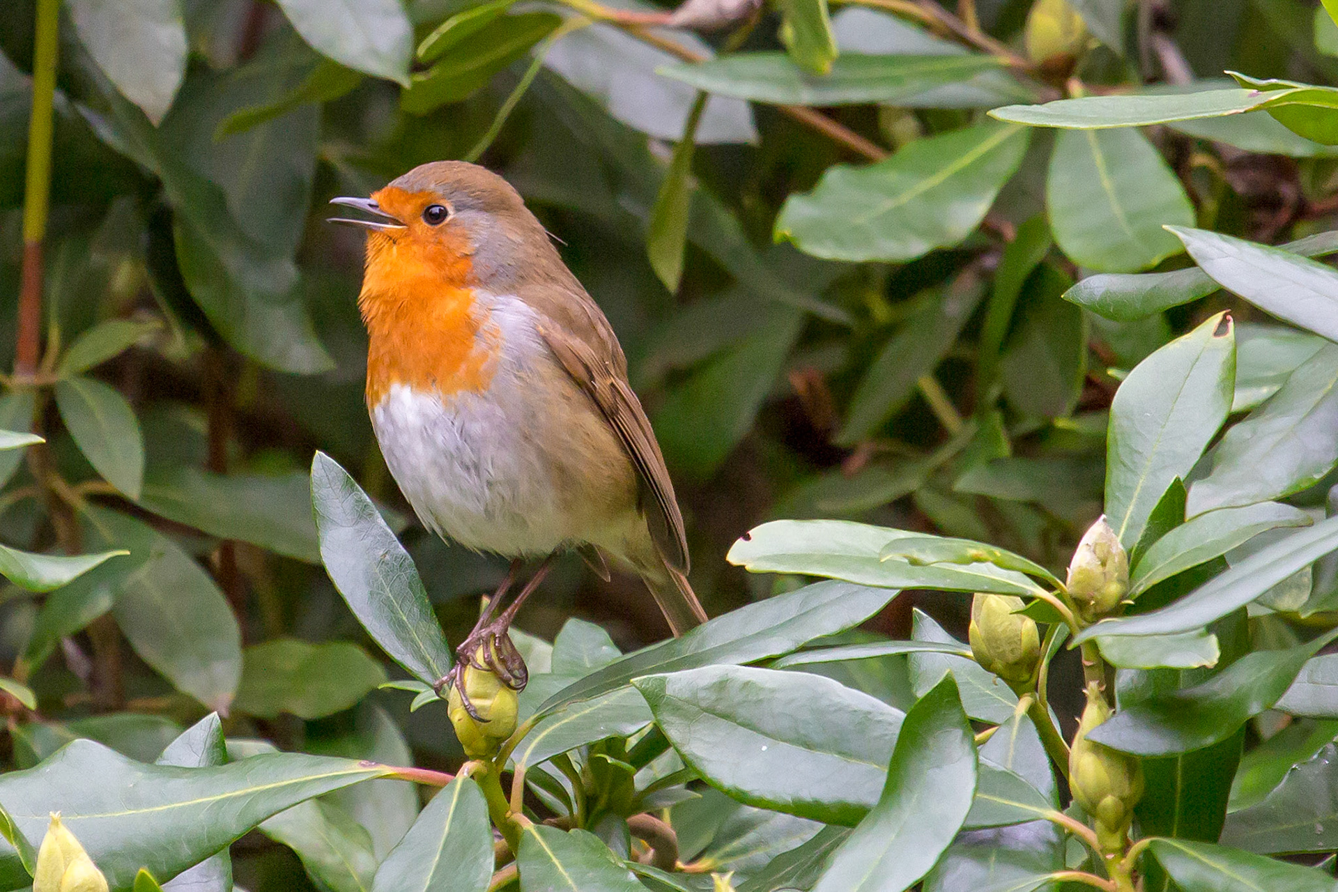 The Surrey Journal - The RSPB Big Garden Birdwatch