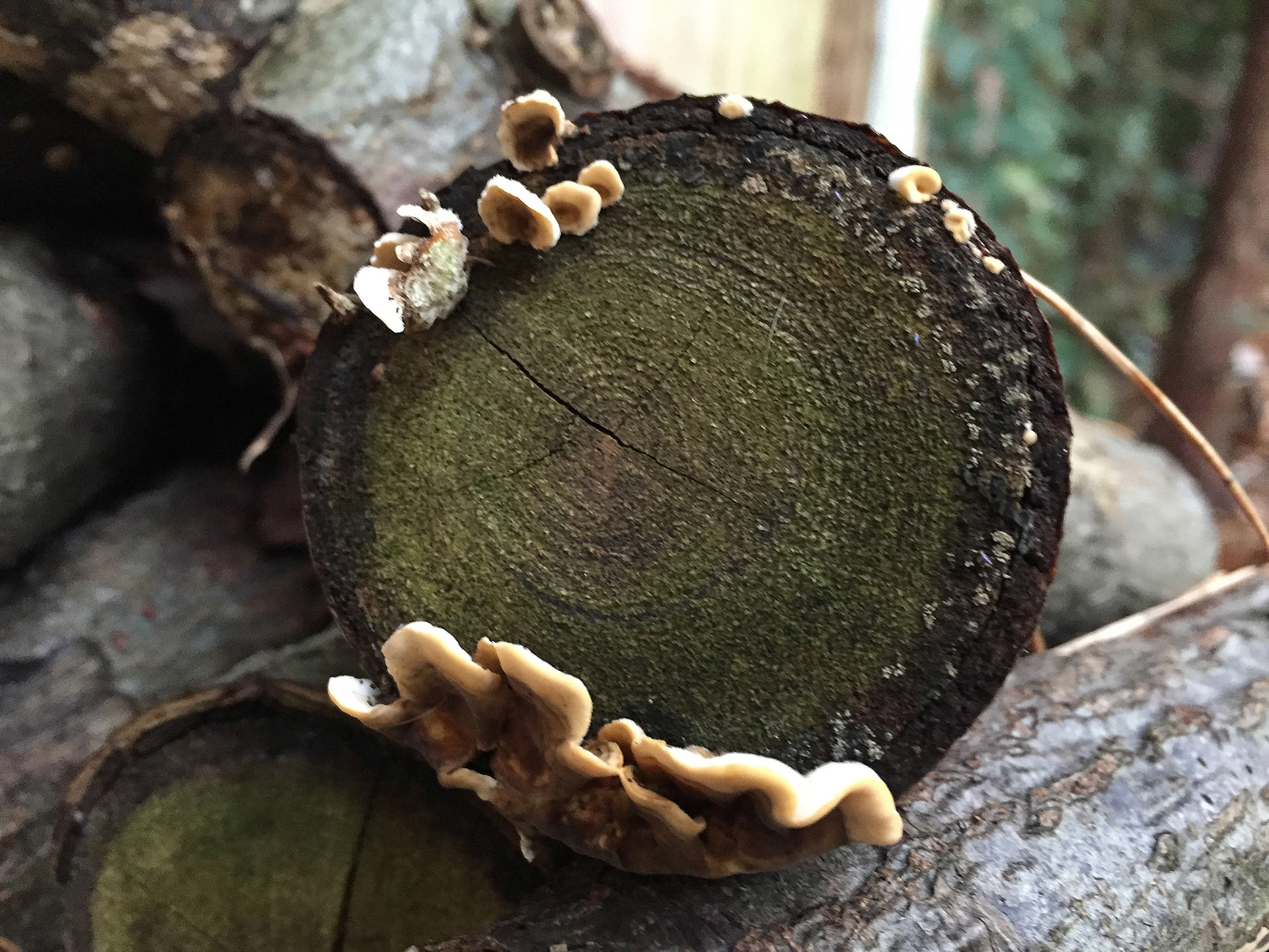 The Surrey Journal - Fungi in the garden