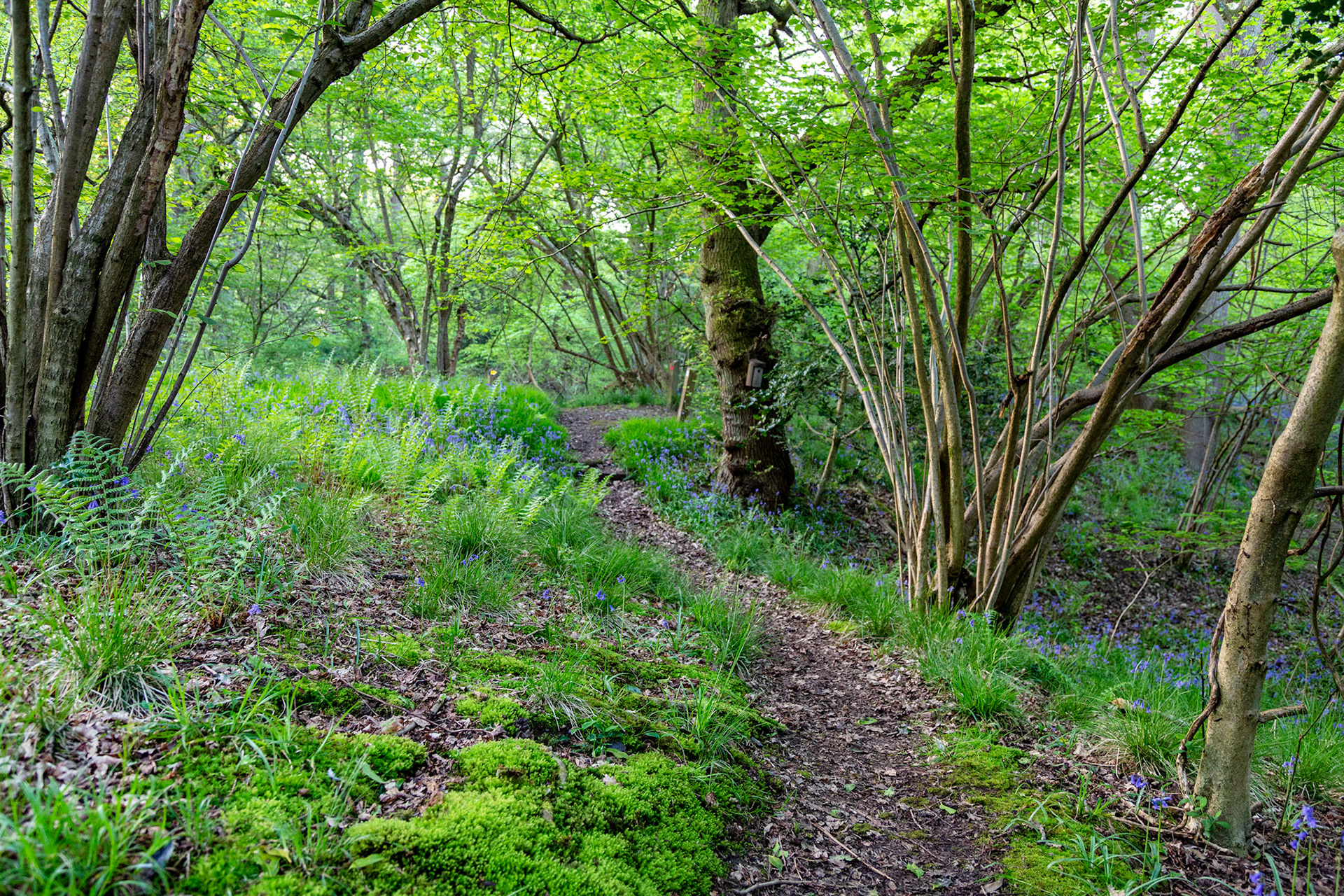 The Surrey Journal - Dawn Chorus Walk at Nower Wood