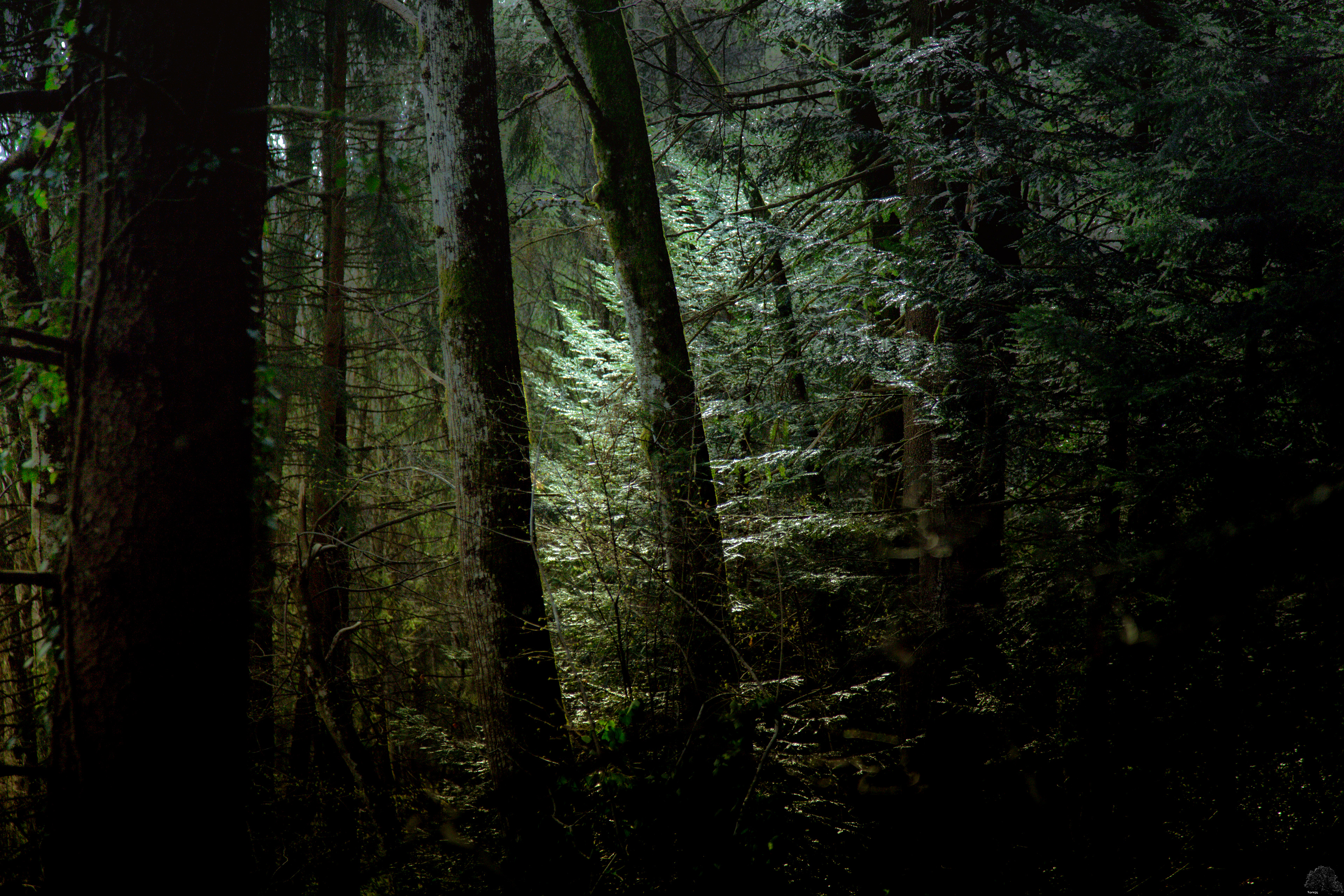 Forest Eyes Photography - Forest