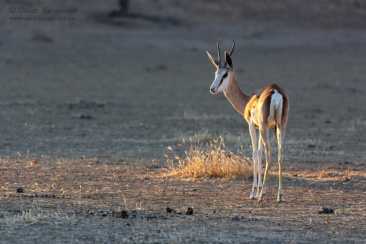 Oscar Benavides. Fotografía de naturaleza. - Springbok / Gacela Saltarina