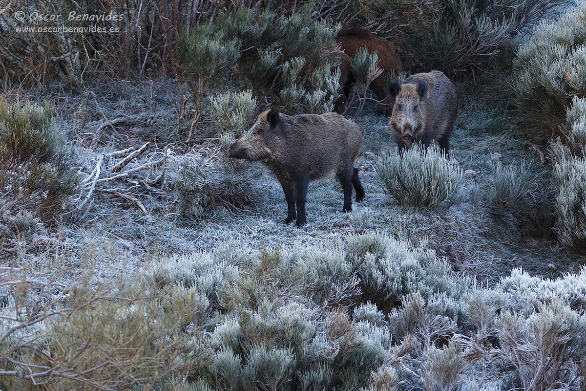 Oscar Benavides. Fotografía de naturaleza. - Jabalí / Wild Boar