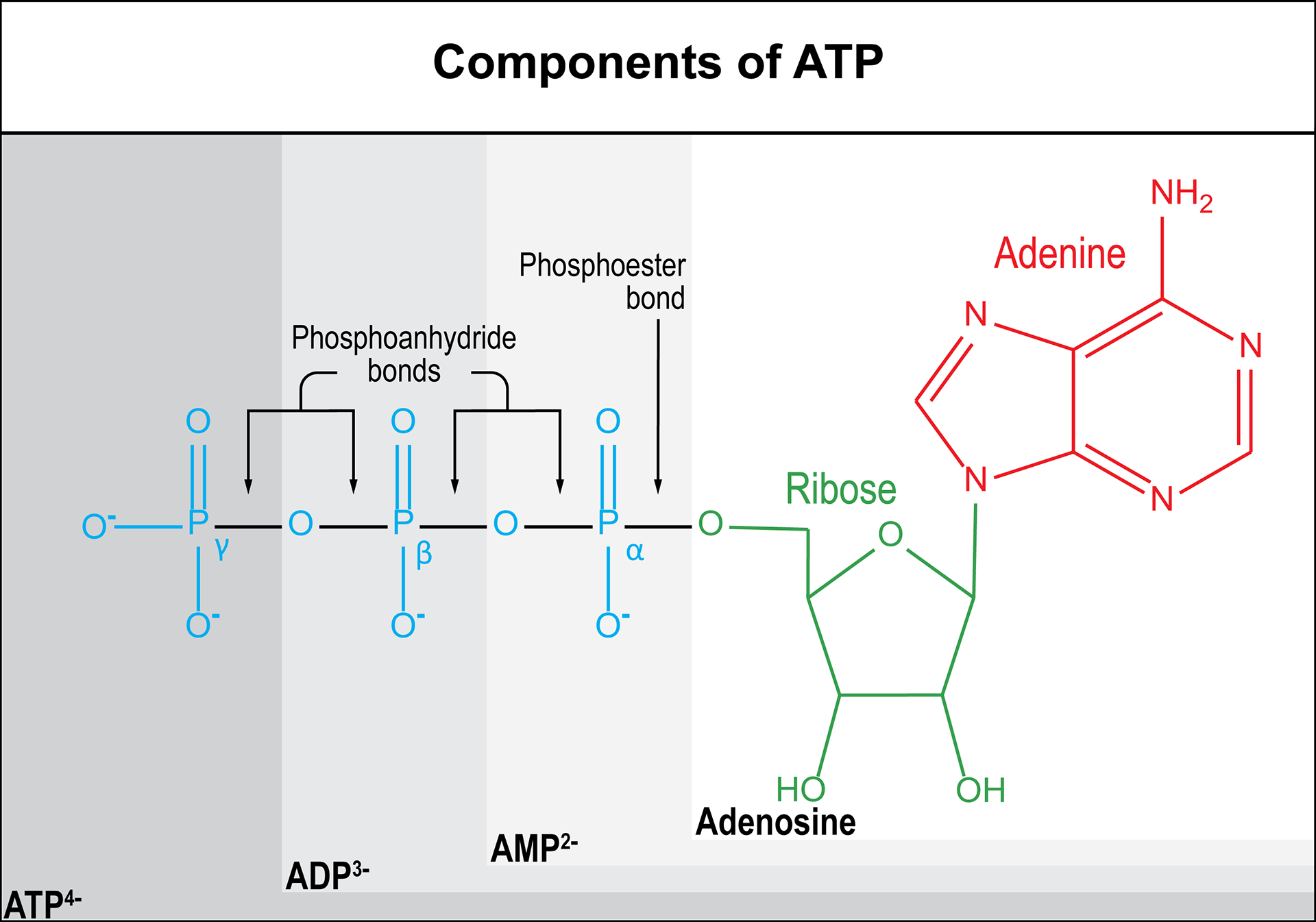 OffaPerry - Biochemistry Figures