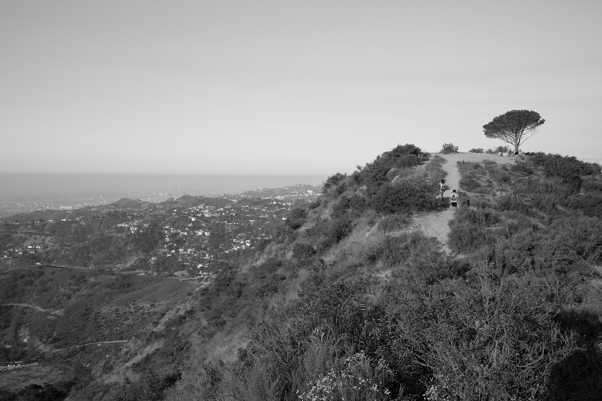 Parth Sutaria - The Tree of Life