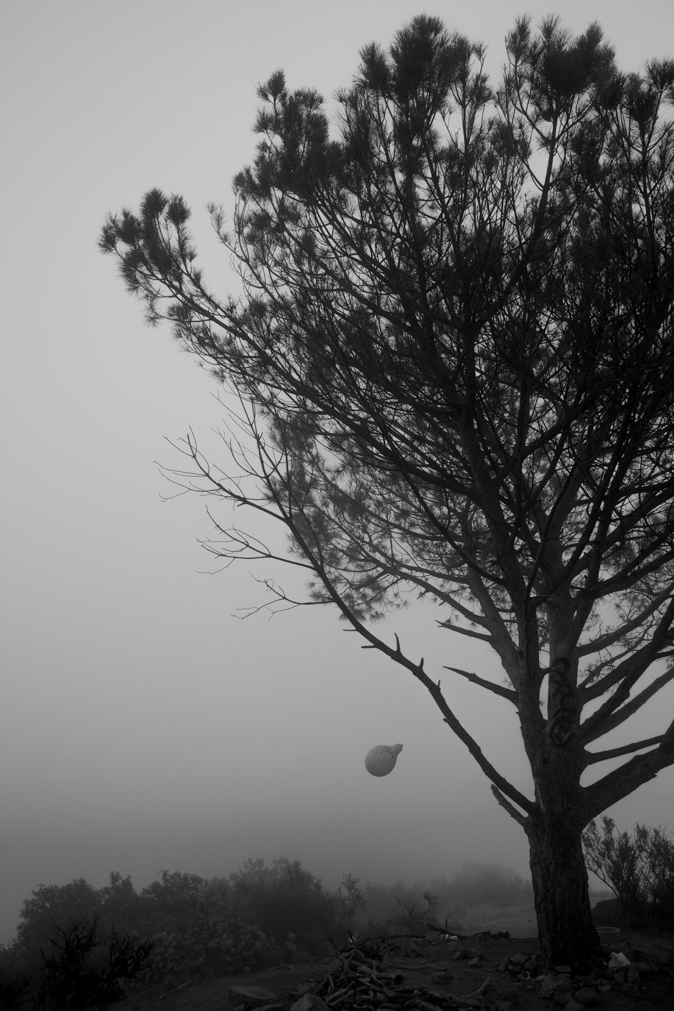 Parth Sutaria - The Tree of Life