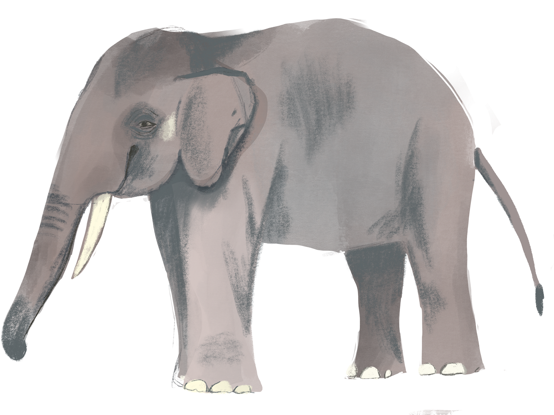 Katty Huertas - 5 Critically Endangered Species Animation