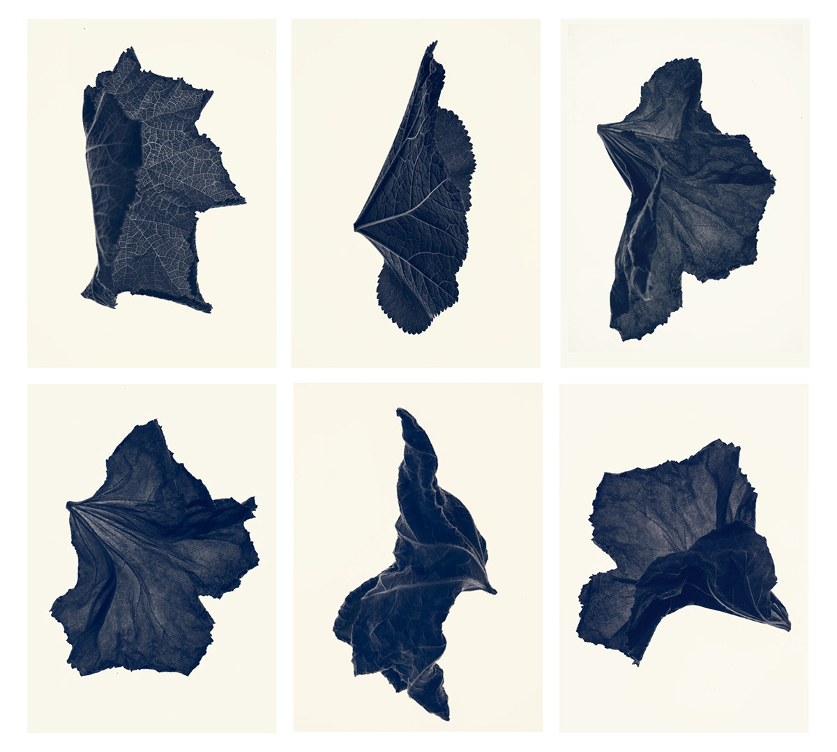 Rachel Levy - Herbarium